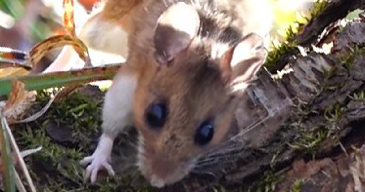 An Analysis Of Inhumane Glue Traps For Mice