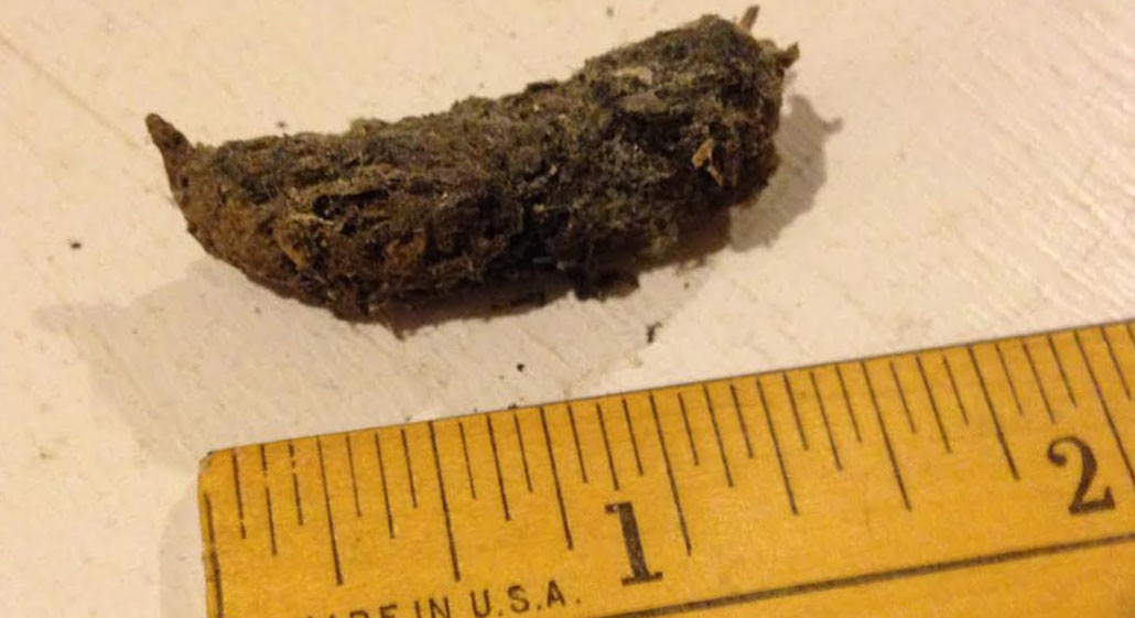 Is Skunk Feces Dangerous To Touch Or Breathe 